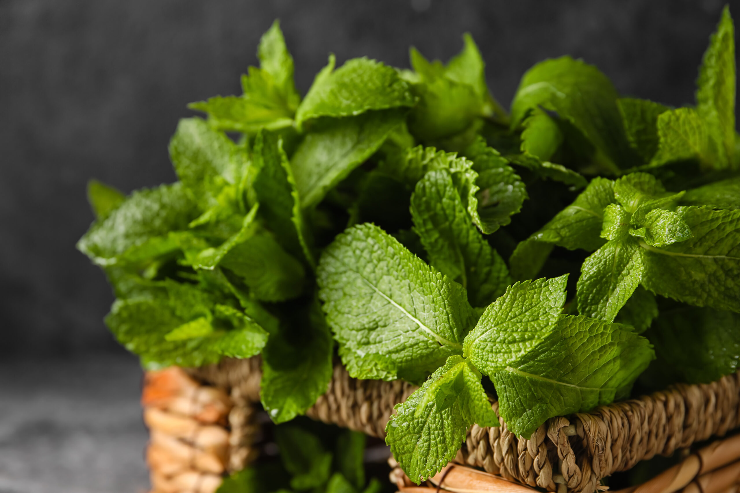 8 surprising facts about Peppermint - IVA PLANTS
